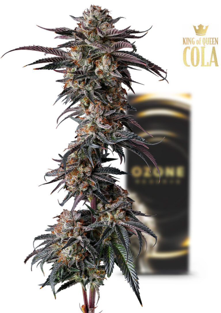 King of Queen Cola - Ozone Premium Cannabis Products